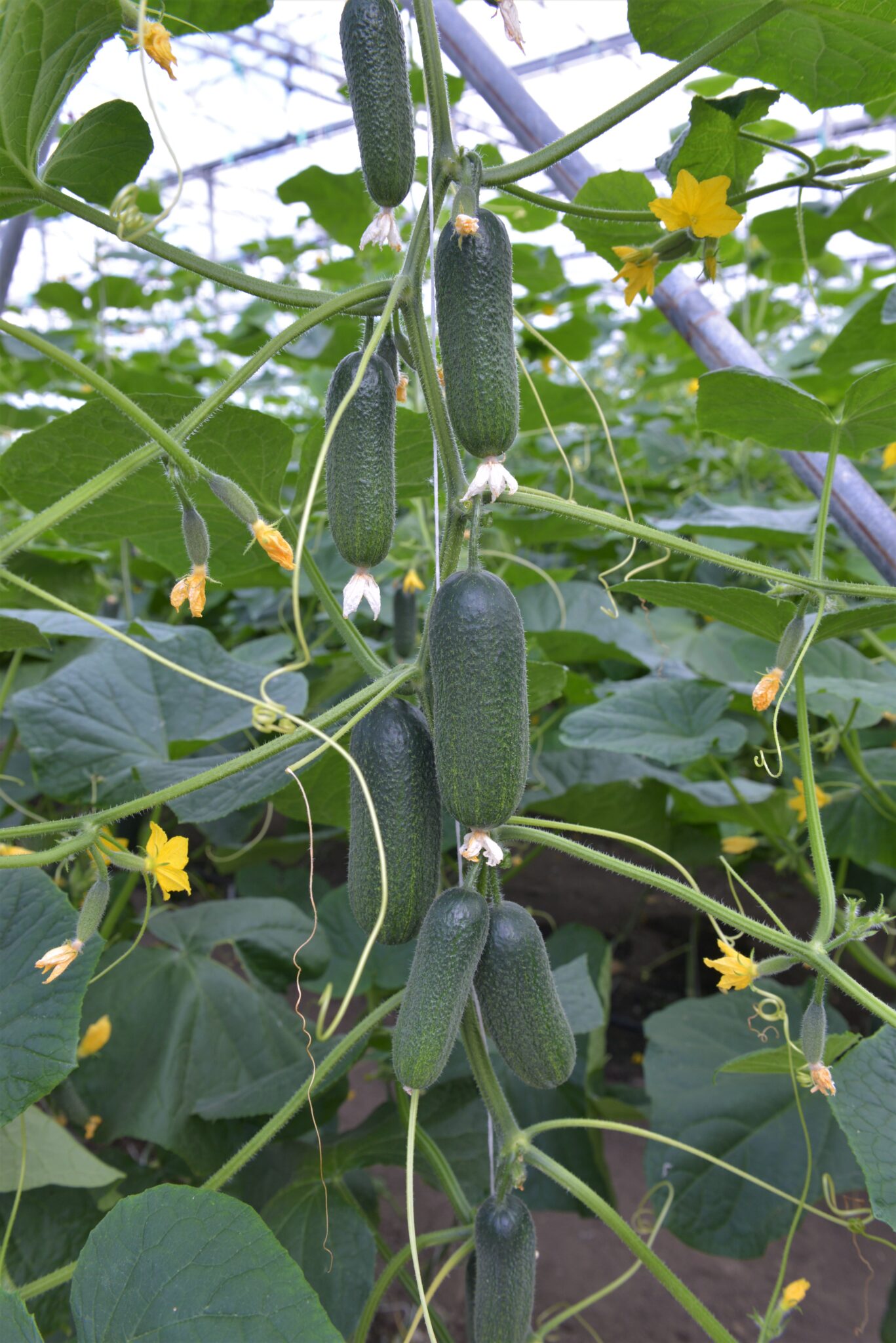 ES 2217 F1 - Ergon Seed