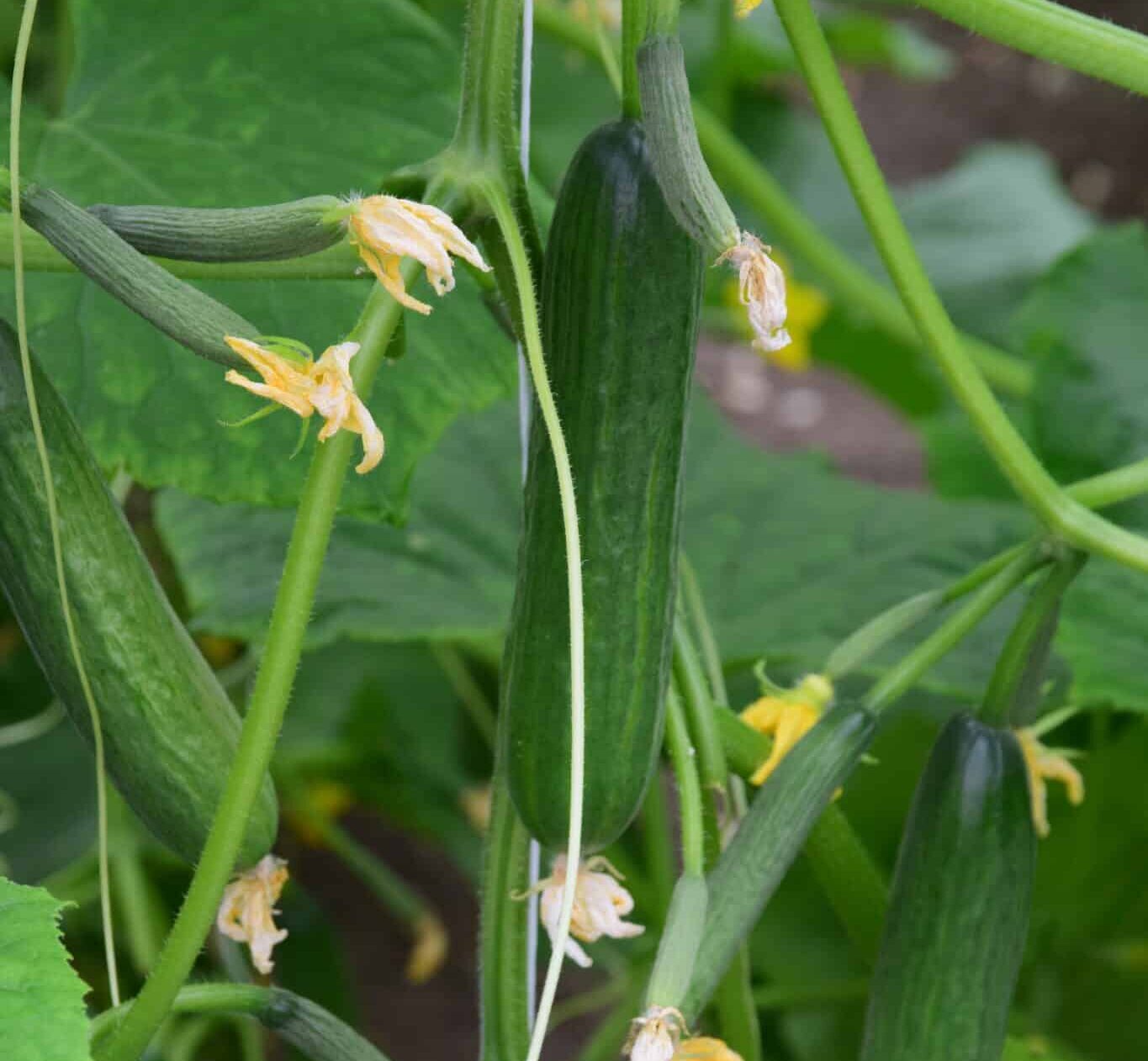 Cucumbers - Ergon Seed