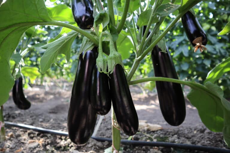 ES 35007 F1 - Ergon Seed