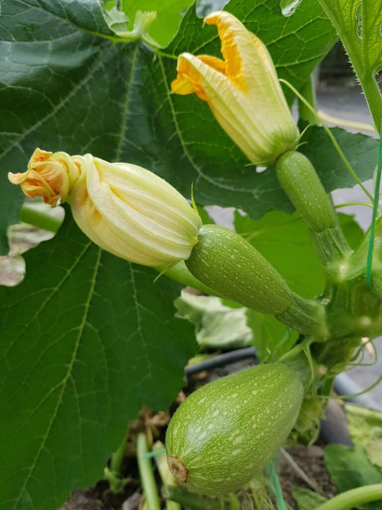 ES 622 F1 - Ergon Seed