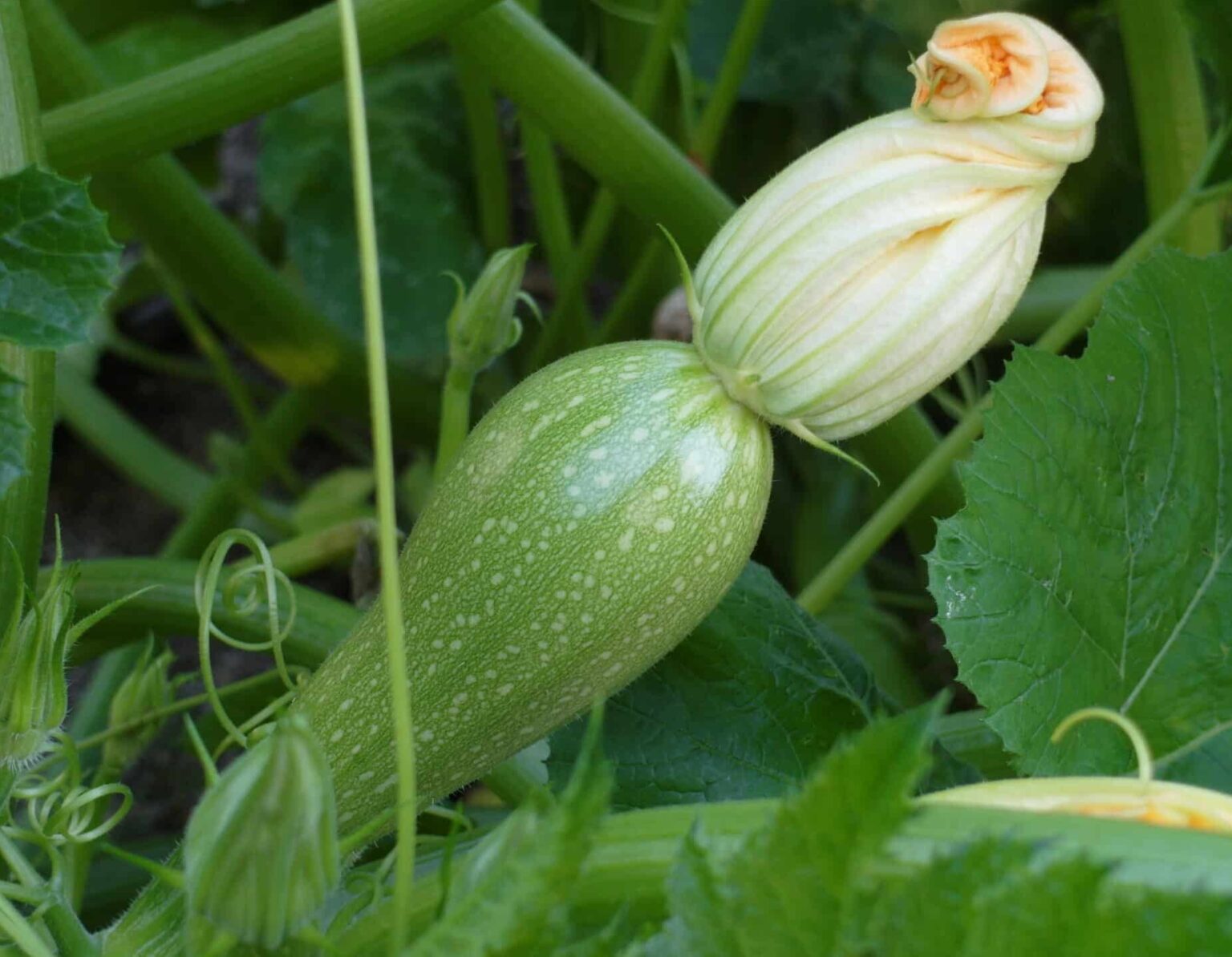 Watermelons - Ergon Seed