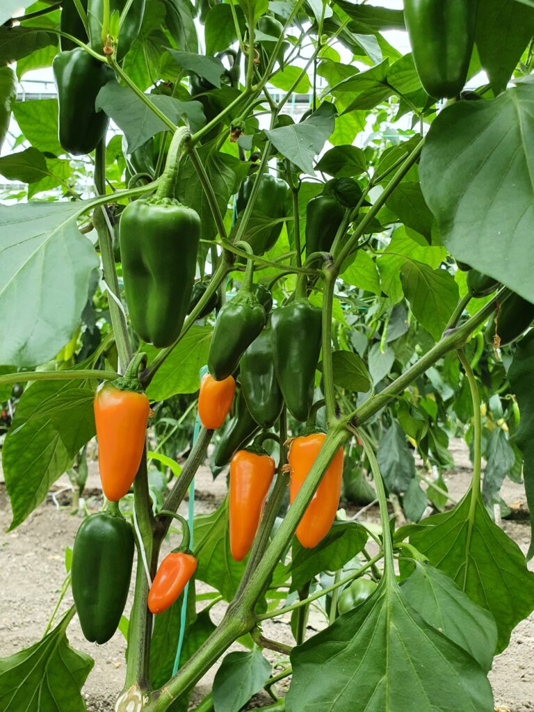 ES 65006 F1 - Ergon Seed