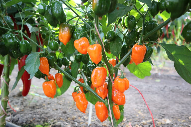 ES 70021 - Ergon Seed