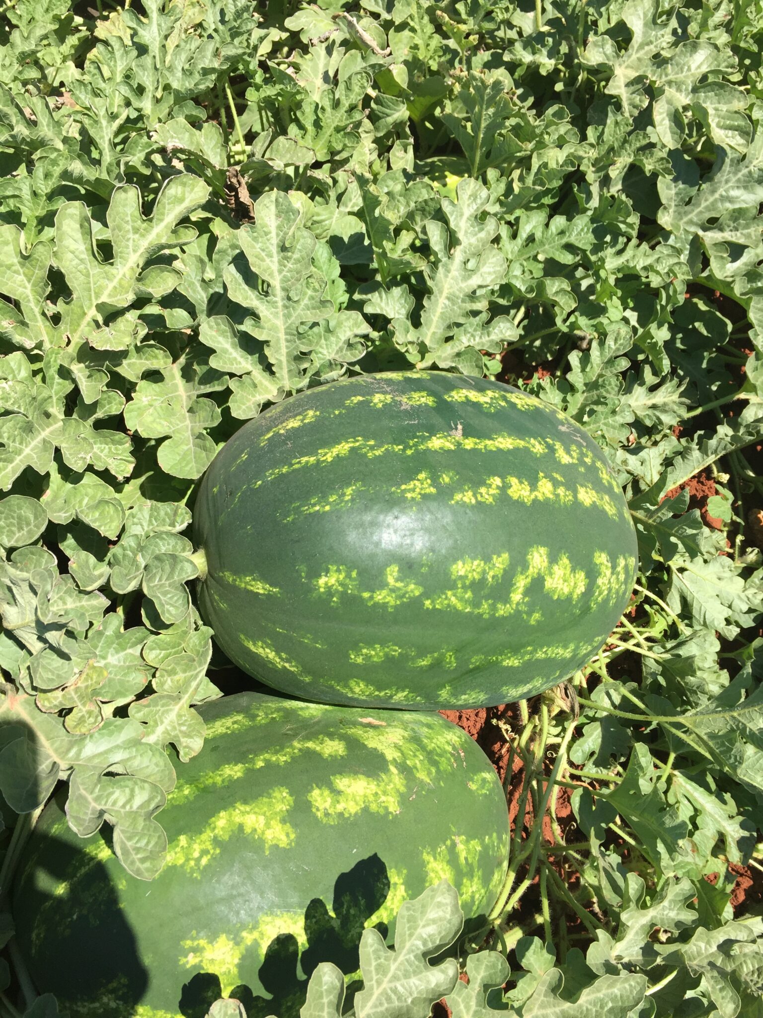 ES 75077 F1 - Ergon Seed