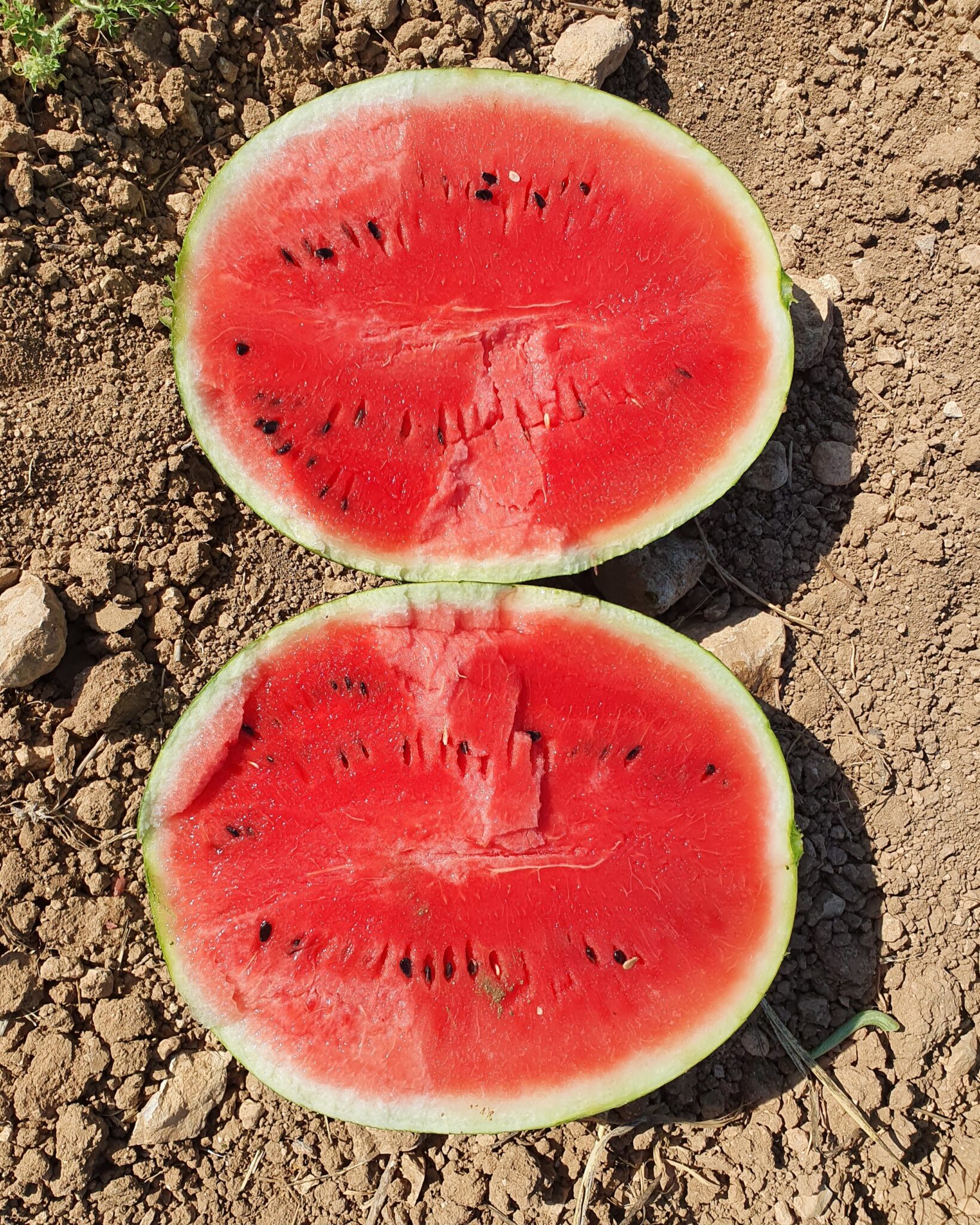 Watermelon varieties of early maturity - Ergon Seed
