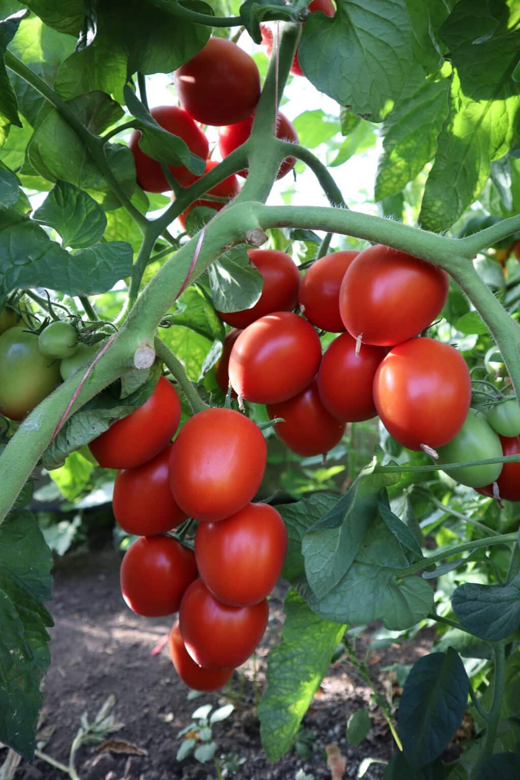 ES 96035 F1 - Ergon Seed