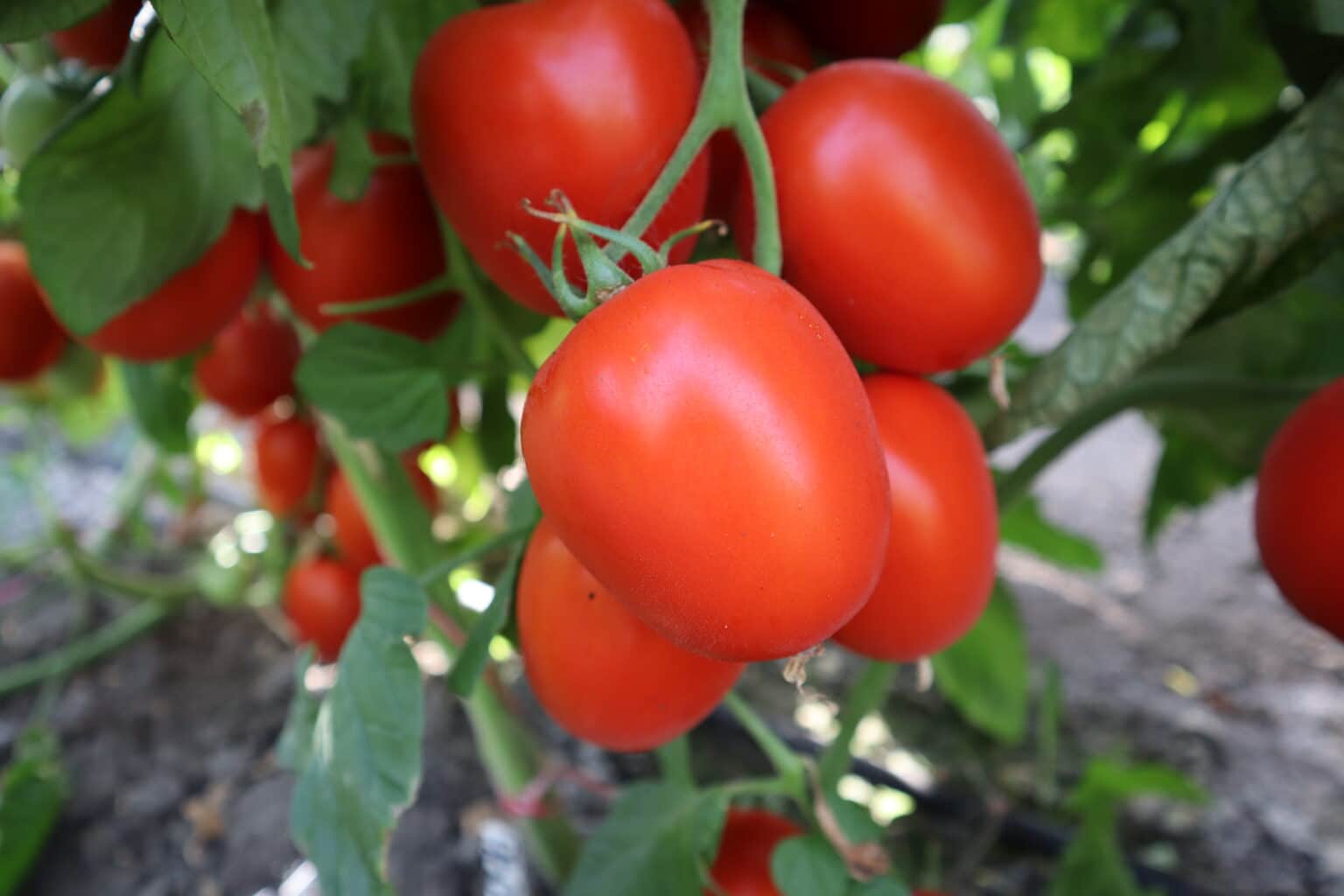 Determinate tomatoes - Ergon Seed