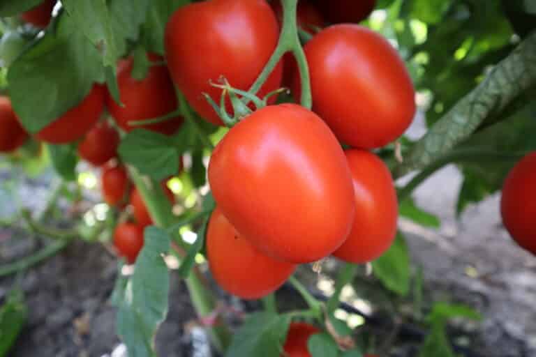 Determinate tomatoes - Ergon Seed