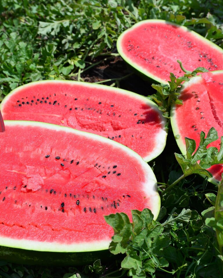 Assortment of strong watermelons - Ergon Seed