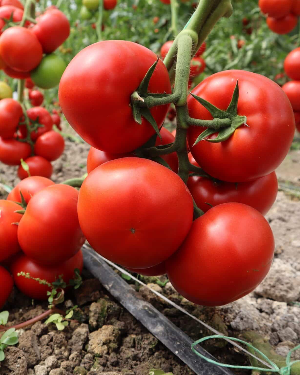 Elegant Indeterminate Tomato Varieties Photos