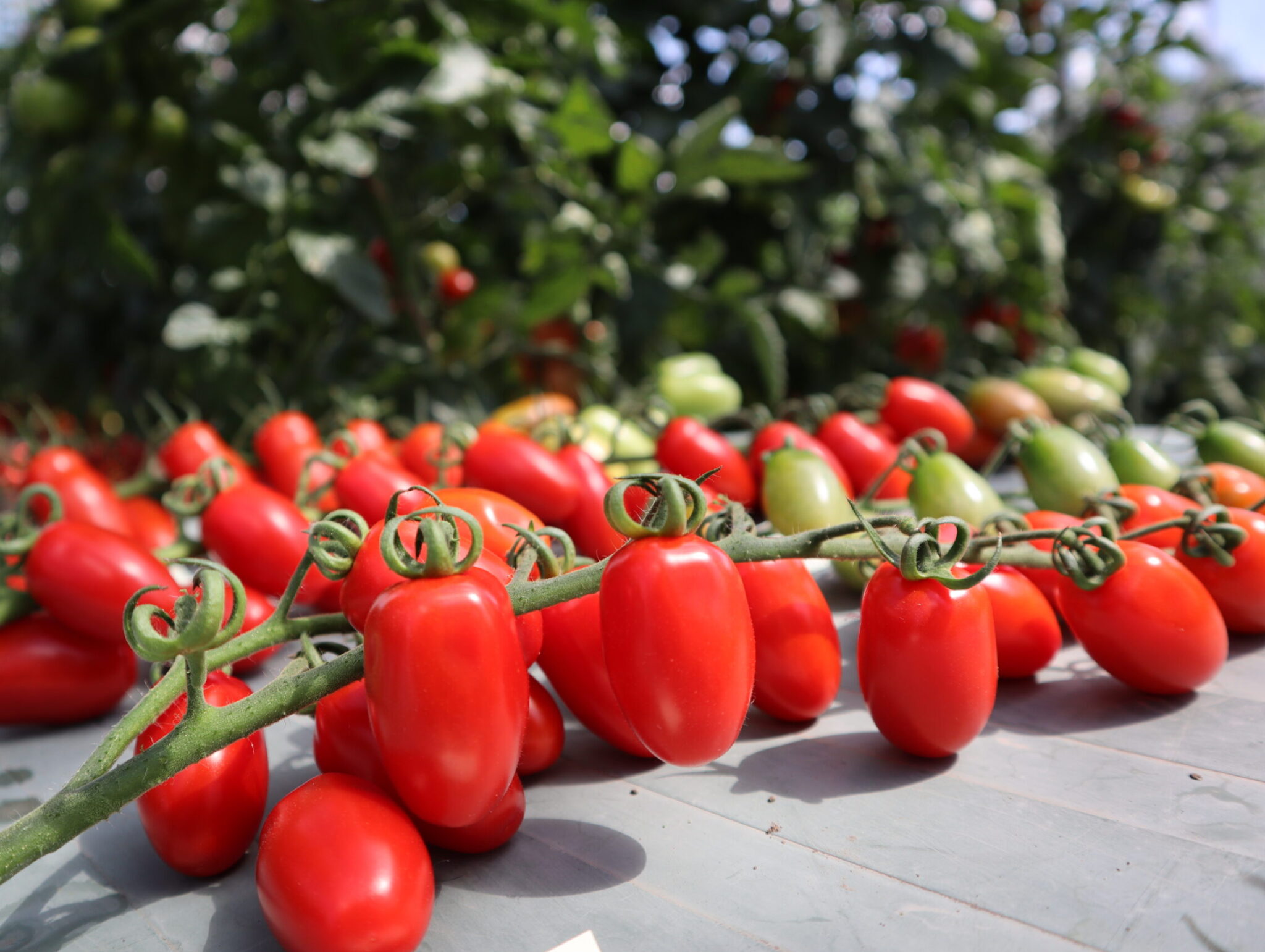 About Ergon - Ergon Seed