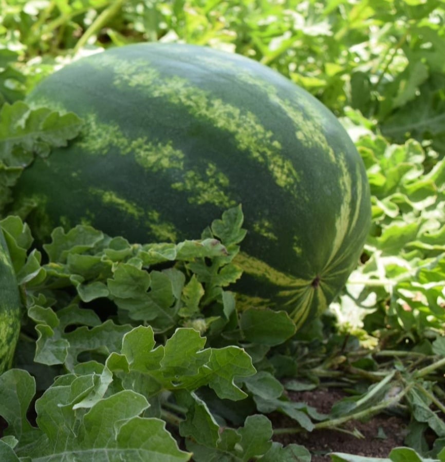 Watermelons - Ergon Seed